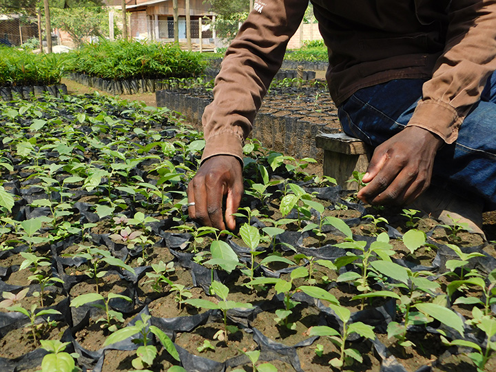 OCIM commits to the Rondônia Amazonian forest reforestation project in ...